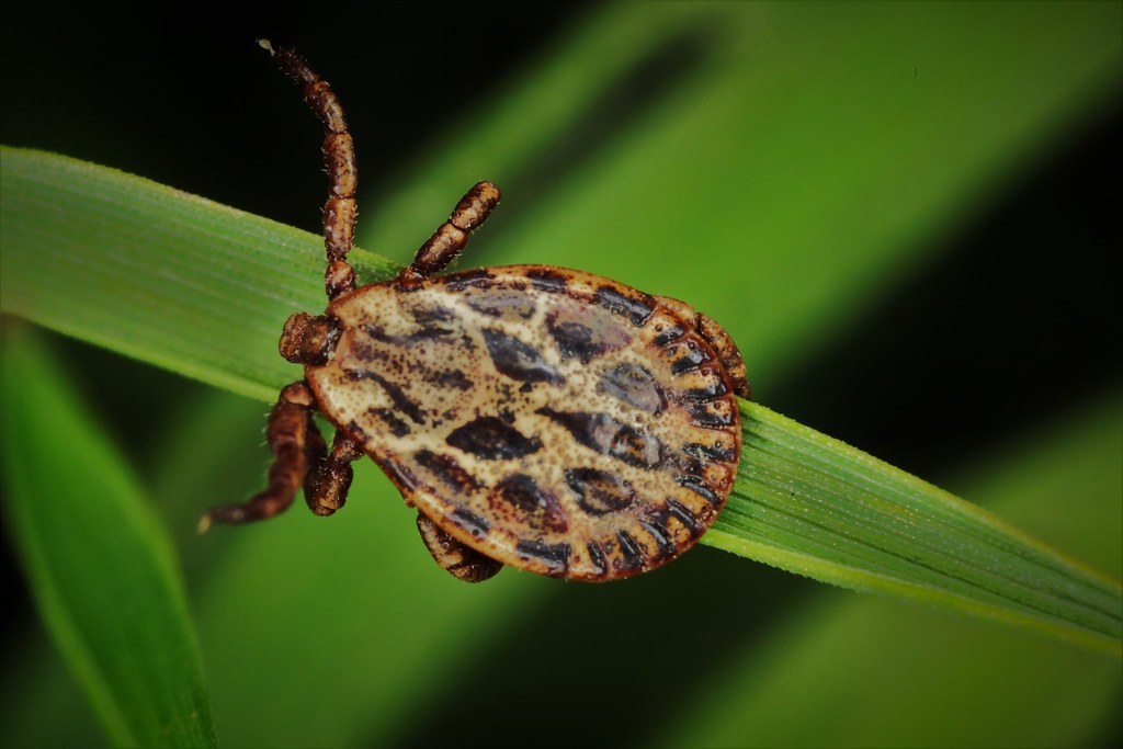 Alles over teken bij honden - Dogwooff