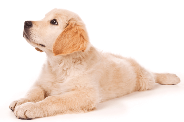 Golden retriever pups kopen - Dogwooff Pups van betrouwbare fokkers