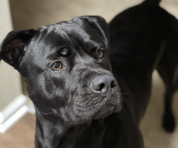 Alles over labrador kruisingen - Met foto's