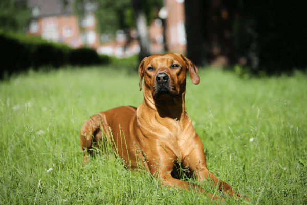 Alles over de Rhodesian Ridgeback Labrador kruising